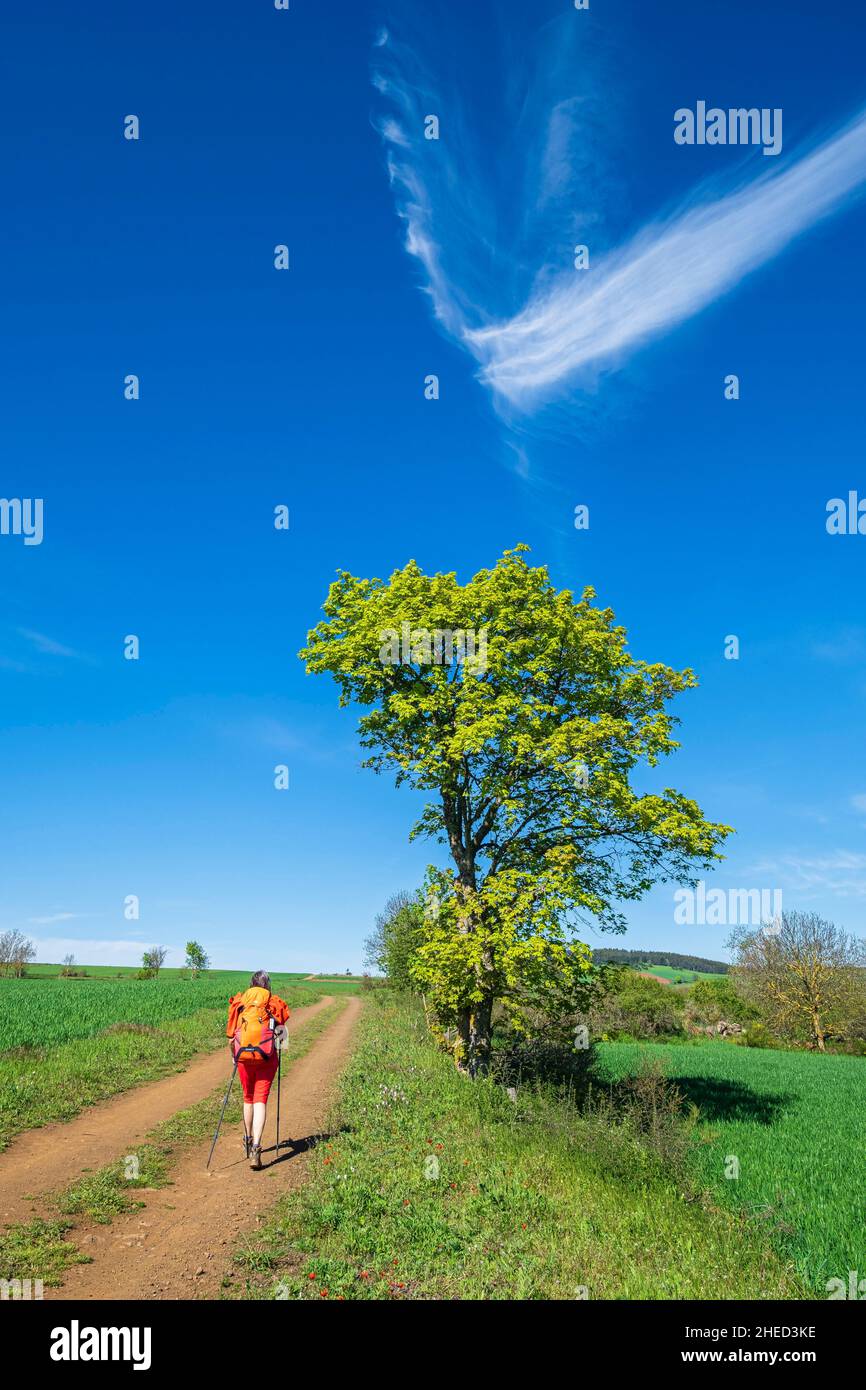France, Haute-Loire, surroundings of Costaros, hike on the Stevenson ...