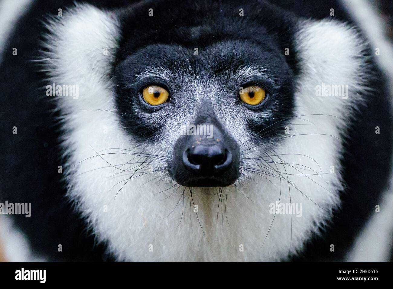 A white-belted ruffed Lemur pokes its head outside of the doorway hatch ...