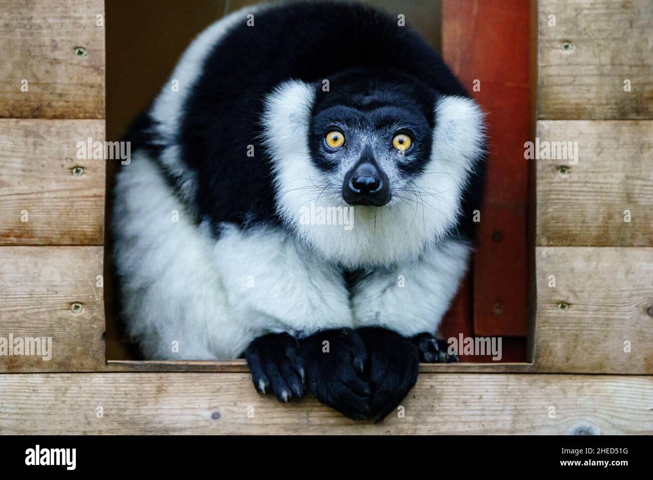 A white-belted ruffed Lemur pokes its head outside of the doorway hatch ...