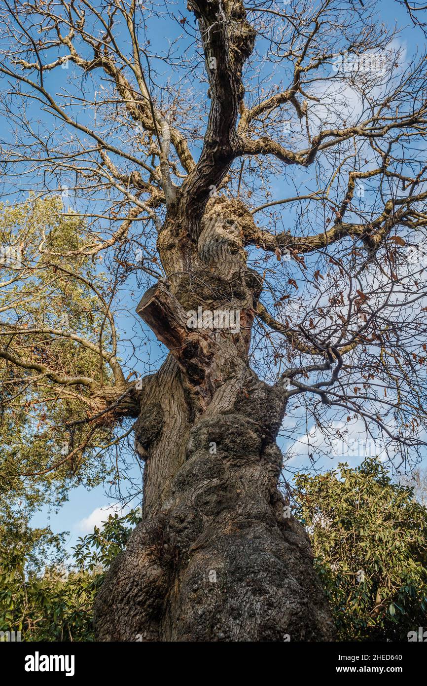 A sweet chestnut oak tree in a London park Stock Photo - Alamy