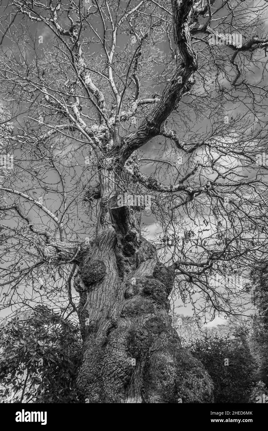 A black and white image of a sweet chestnut oak tree in a London park ...