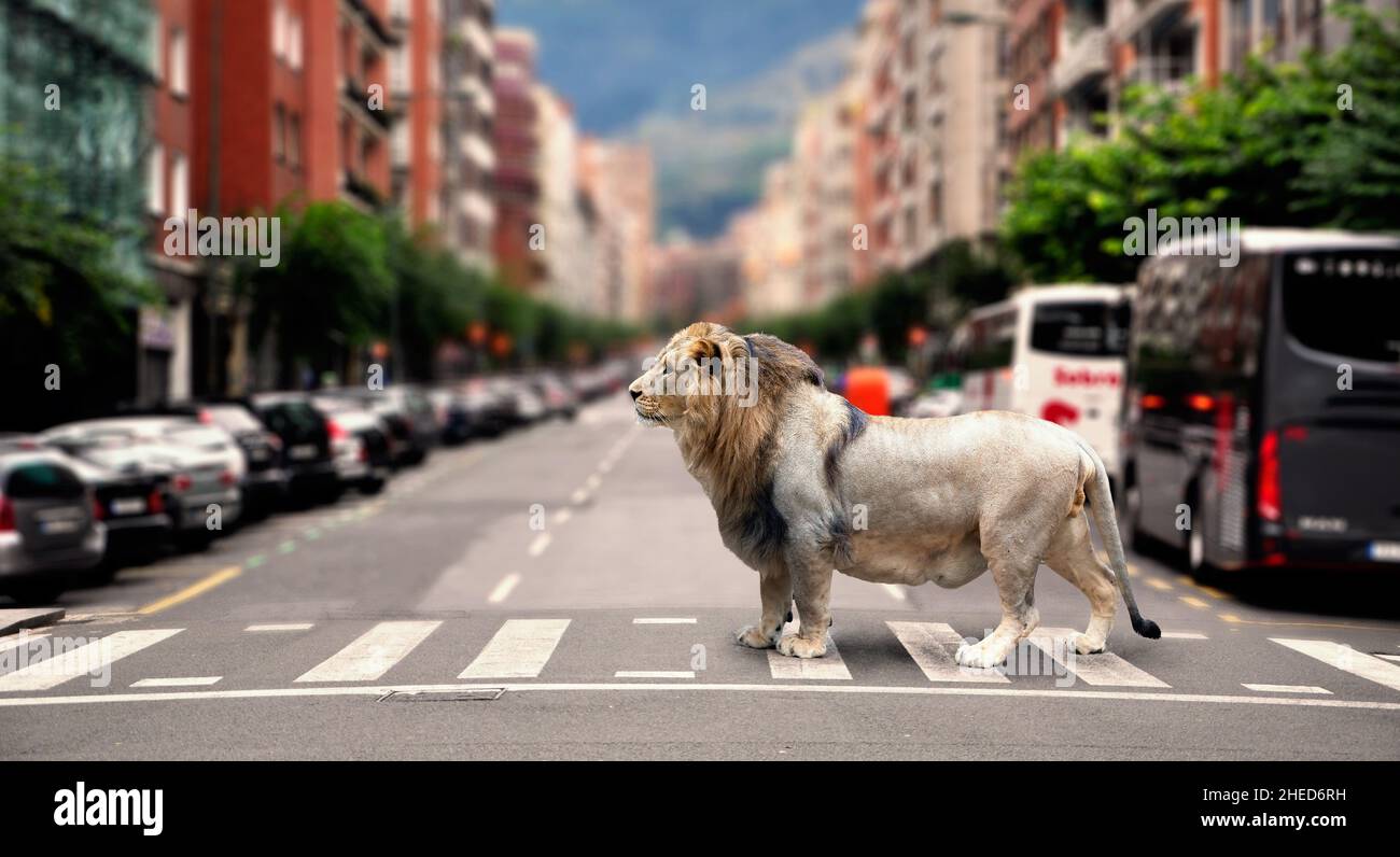 Wild animal lion in downtown of big city. City scape collage withtown ...