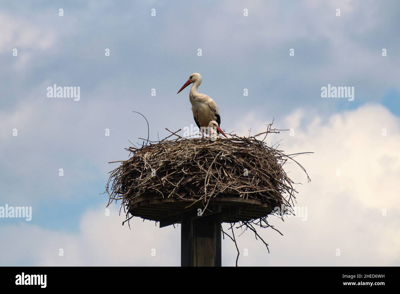 Birds of stork family hi-res stock photography and images - Alamy