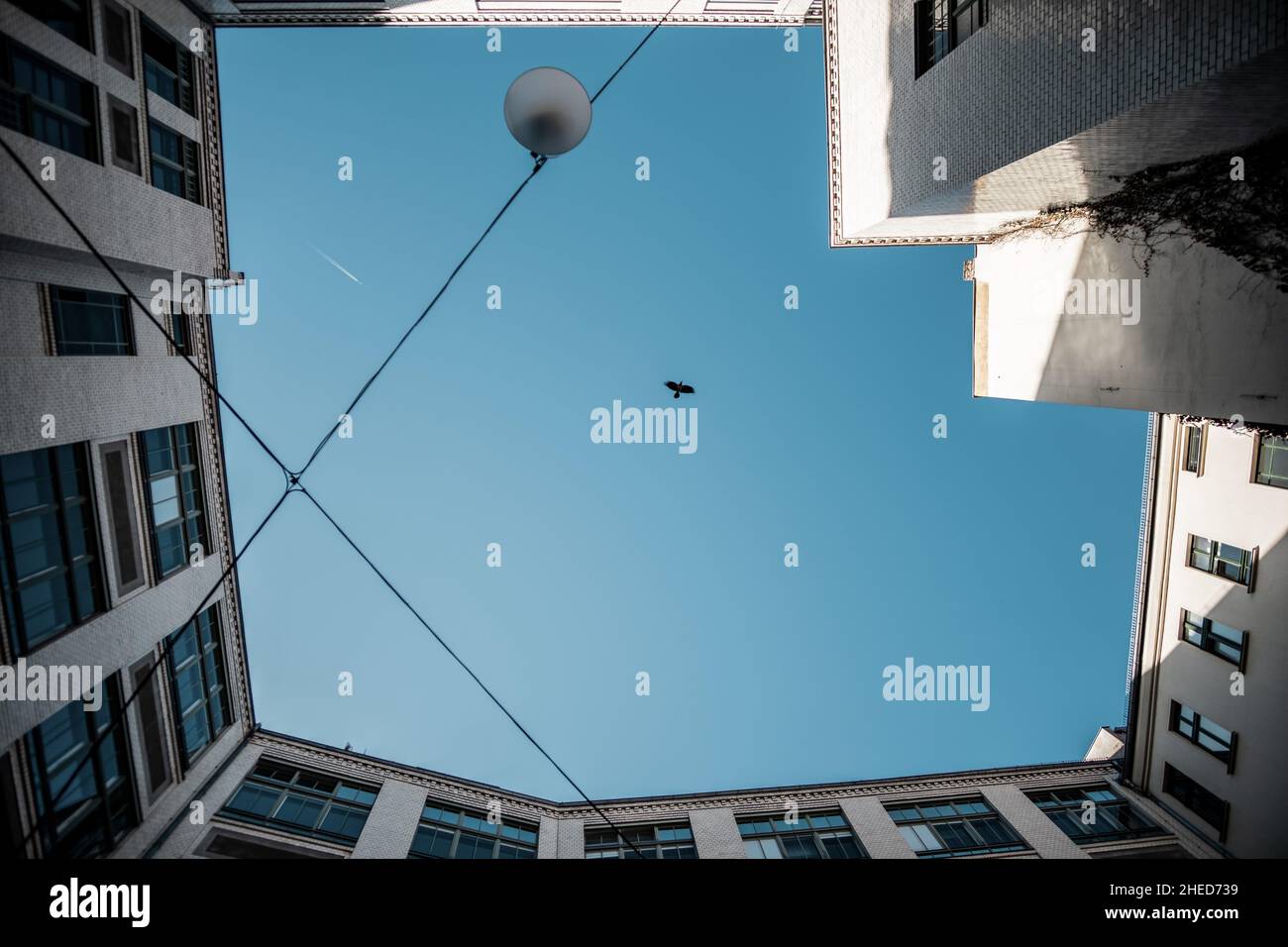 Flying Bird Between Walls Stock Photo - Alamy