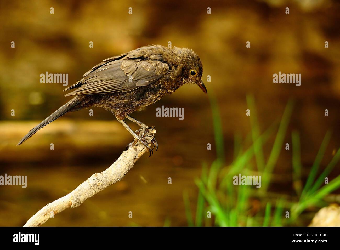 The common blackbird is a species of passerine bird in the Turdidae ...