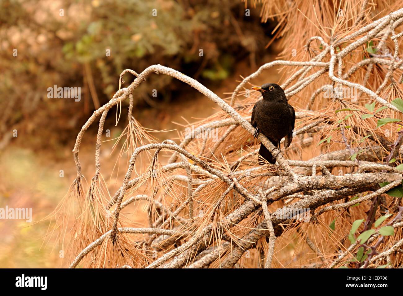 The common blackbird is a species of passerine bird in the Turdidae ...