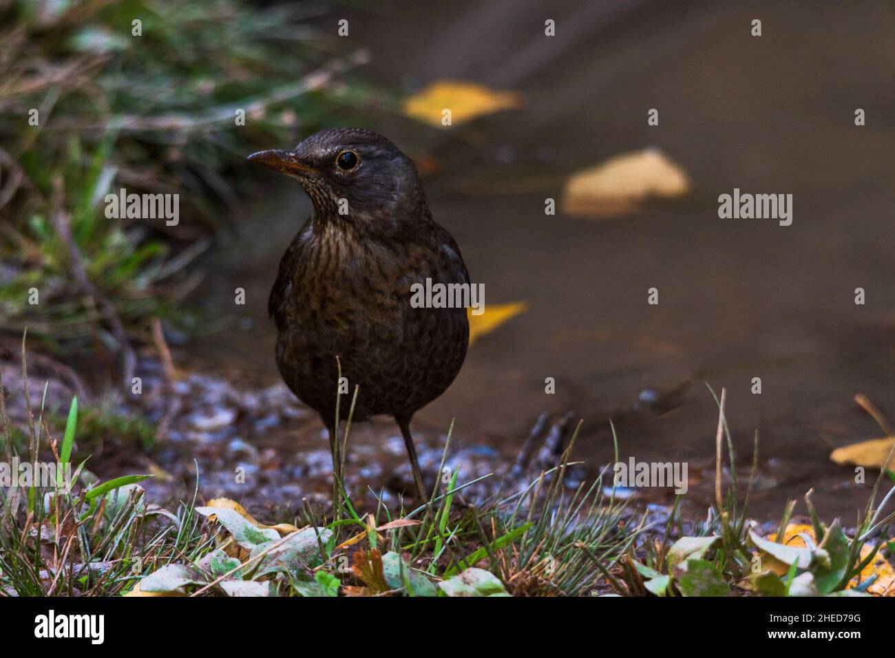 The common blackbird is a species of passerine bird in the Turdidae ...