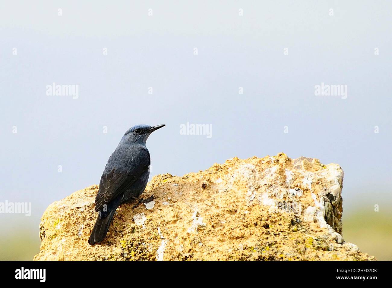 The lone rocker is a species of passerine bird in the Muscicapidae ...