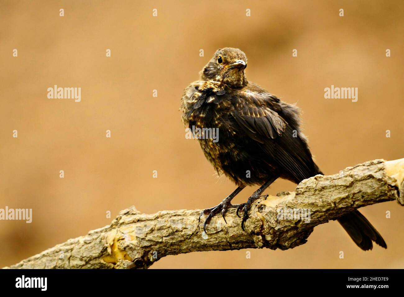 The common blackbird is a species of passerine bird in the Turdidae ...