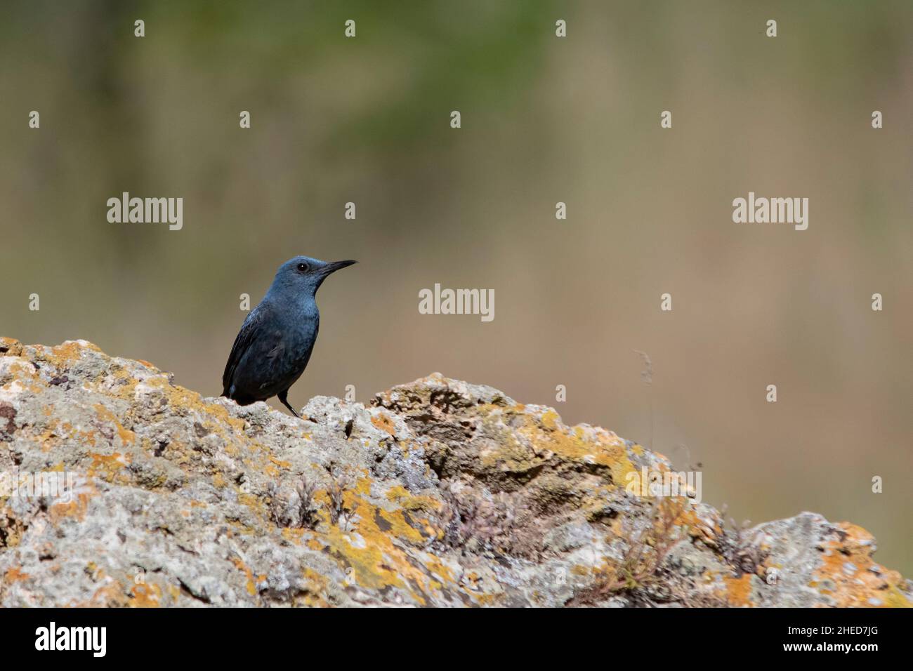 The lone rocker is a species of passerine bird in the Muscicapidae ...