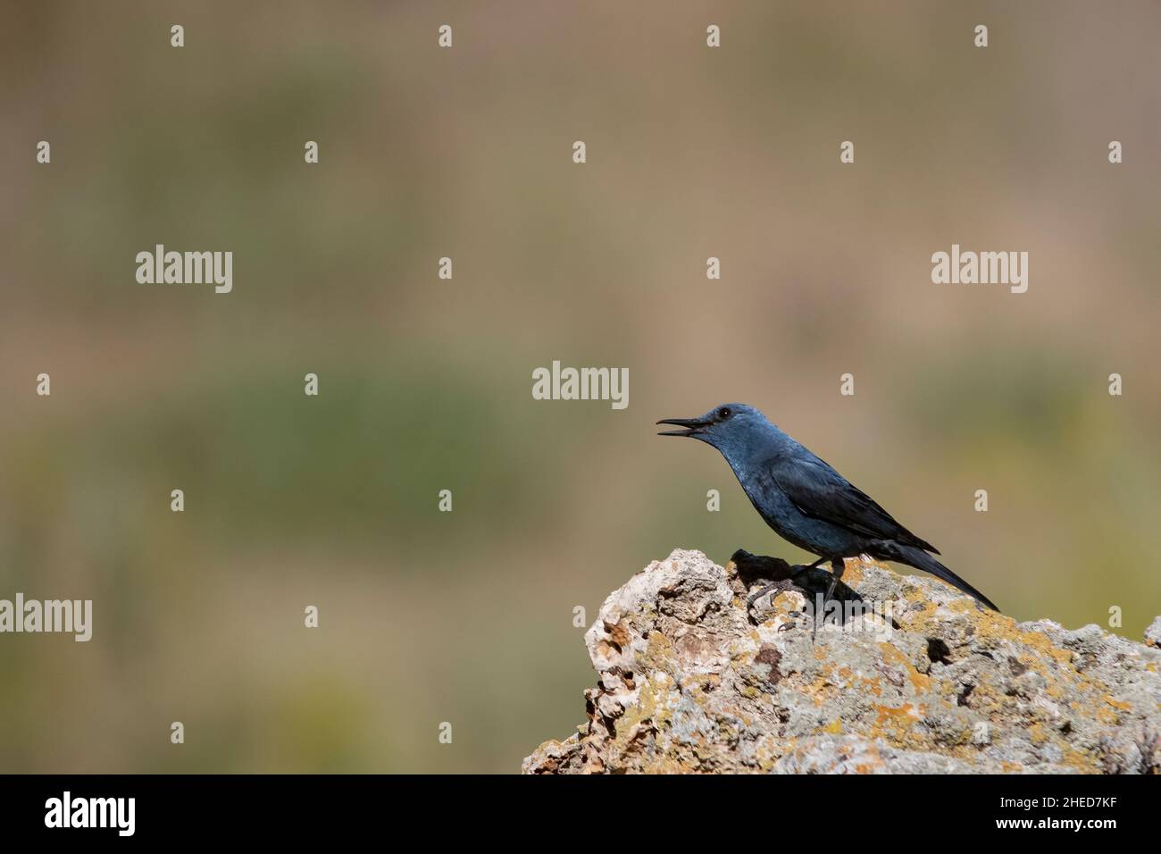 The lone rocker is a species of passerine bird in the Muscicapidae ...