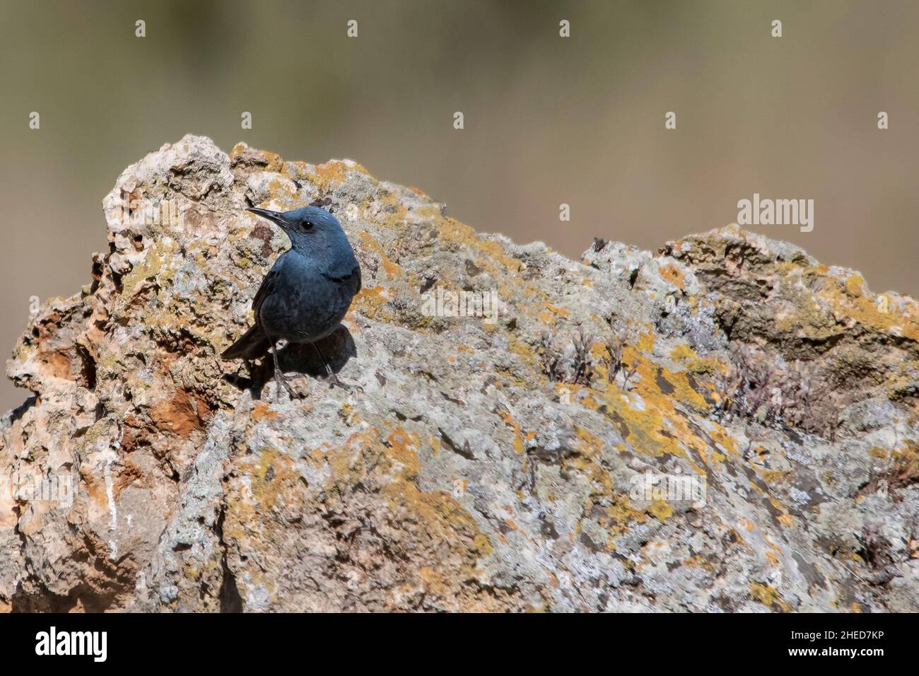 The lone rocker is a species of passerine bird in the Muscicapidae ...