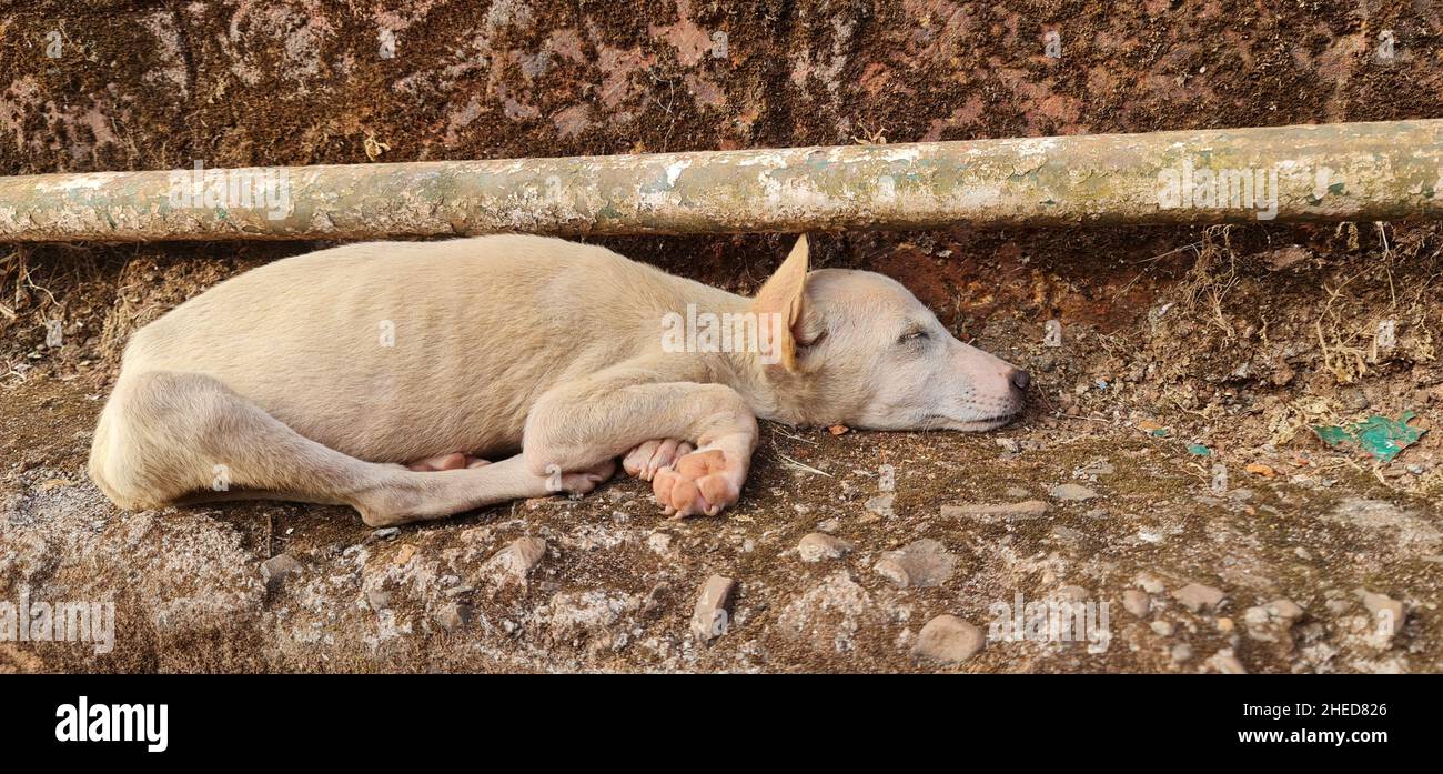 Malnutritioned and tired street dog sleeping on red stone paved pathway ...