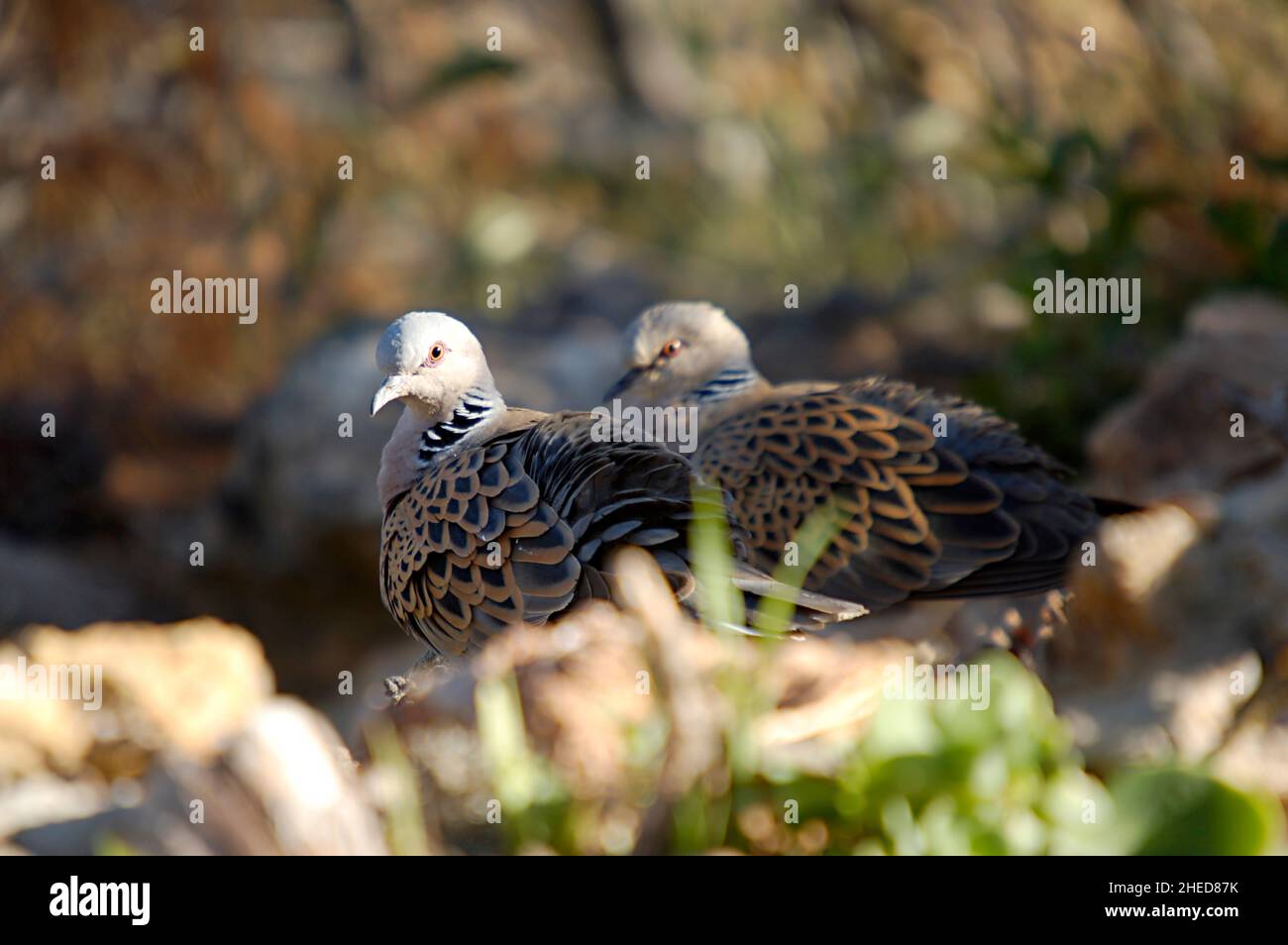The European turtle dove is a species of columbiform bird in the ...