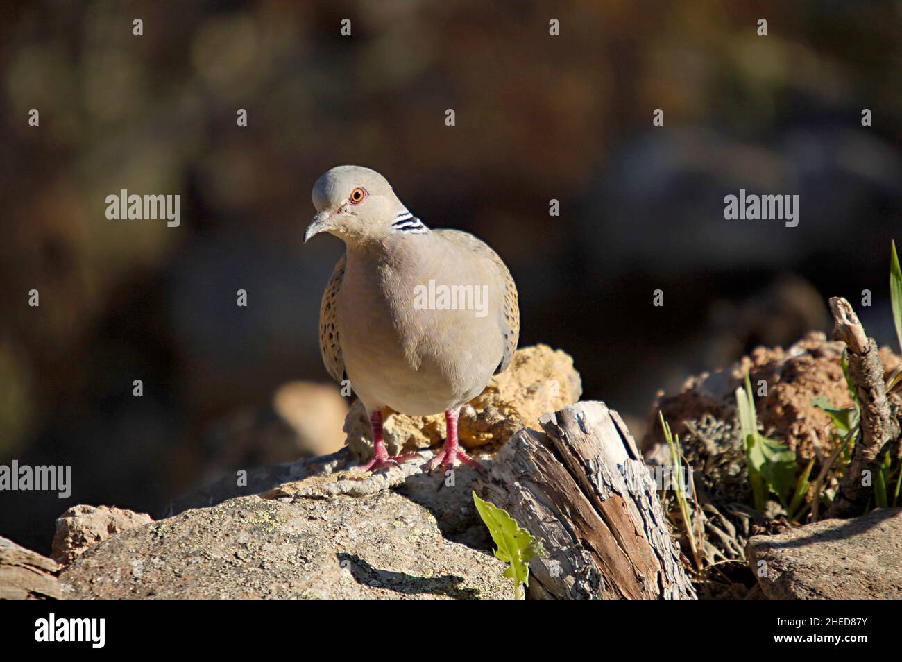 The European turtle dove is a species of columbiform bird in the ...