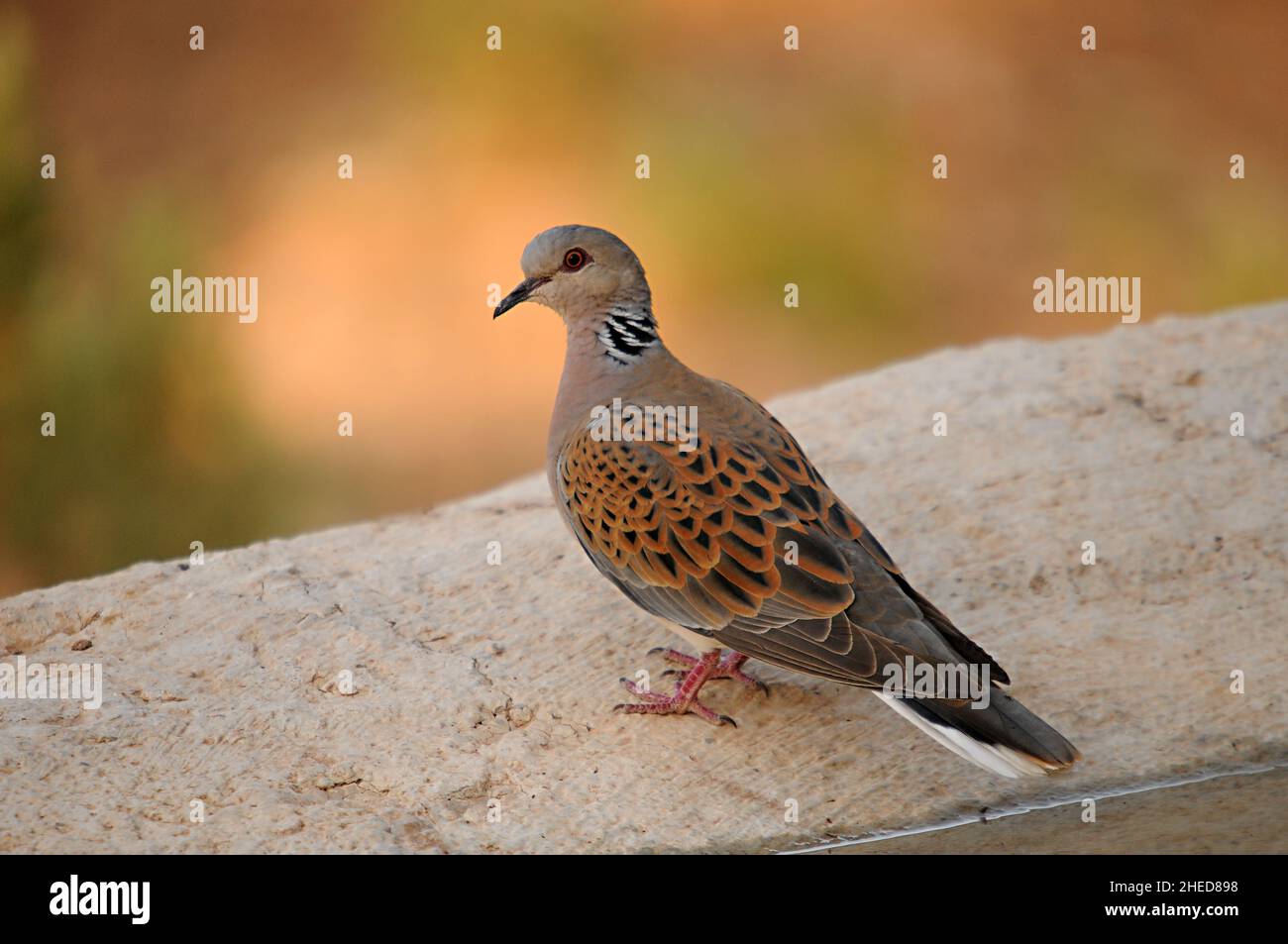 The European turtle dove is a species of columbiform bird in the ...