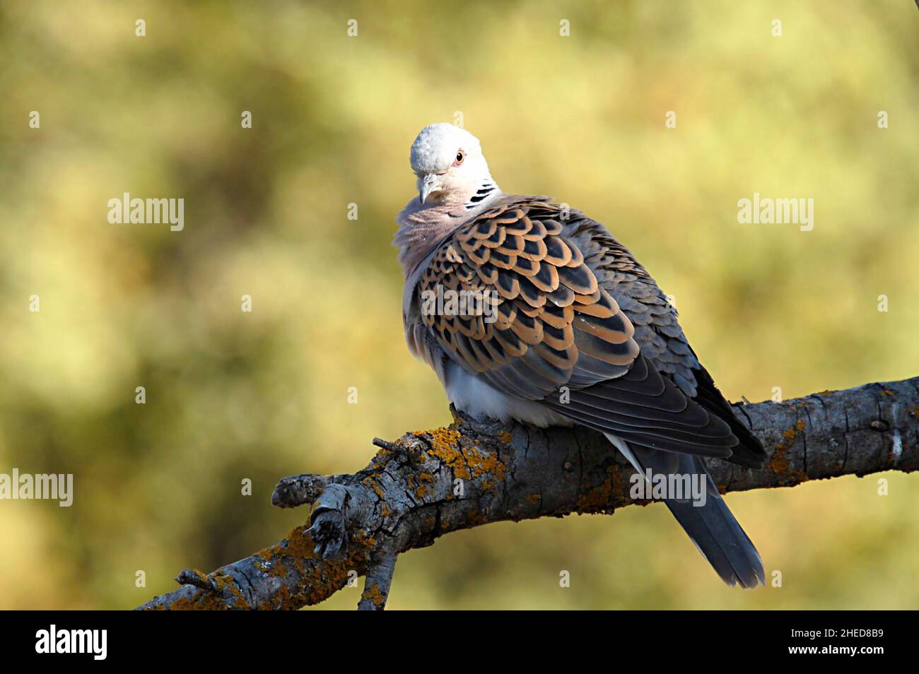 The European turtle dove is a species of columbiform bird in the ...