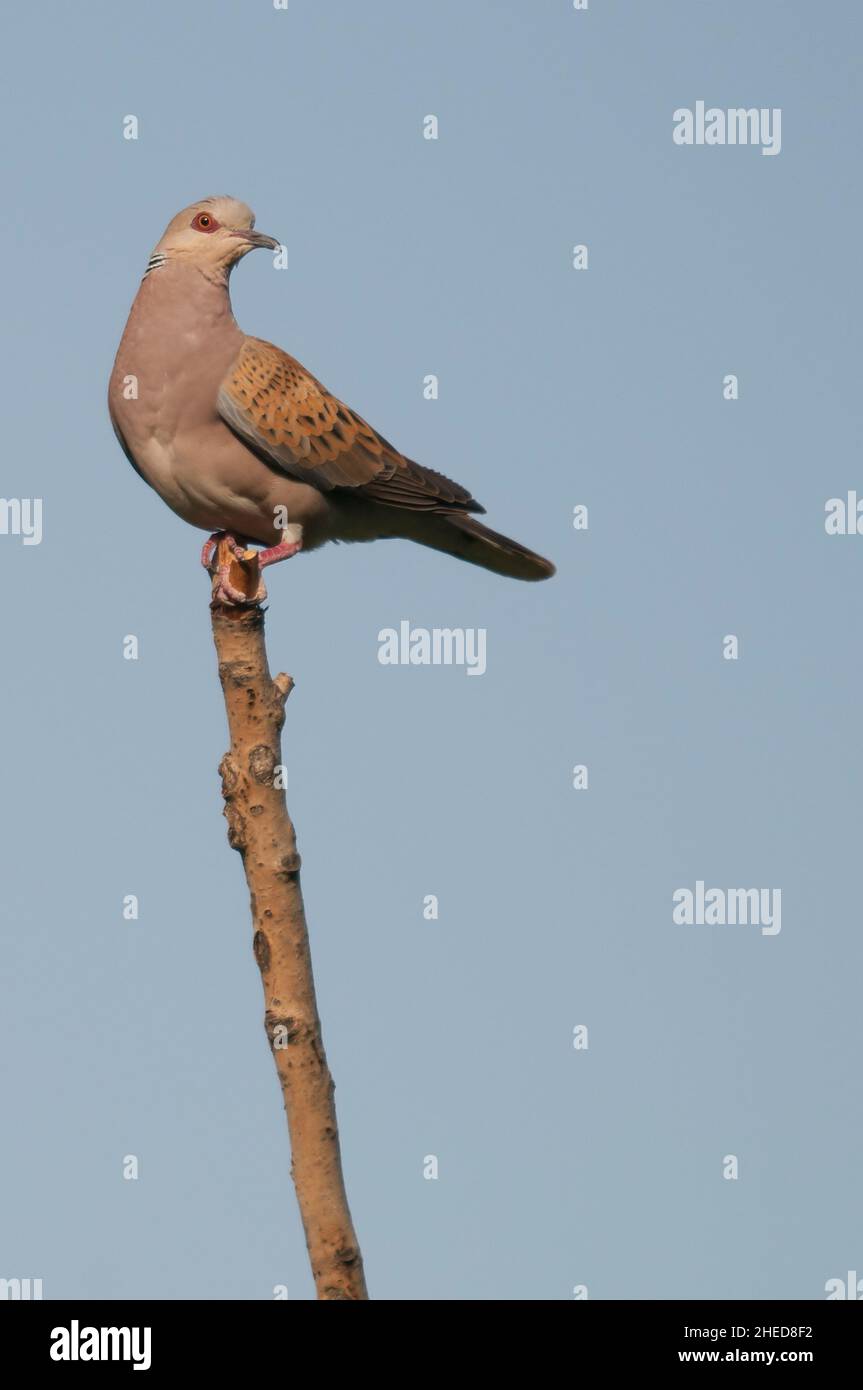 The European turtle dove is a species of columbiform bird in the ...