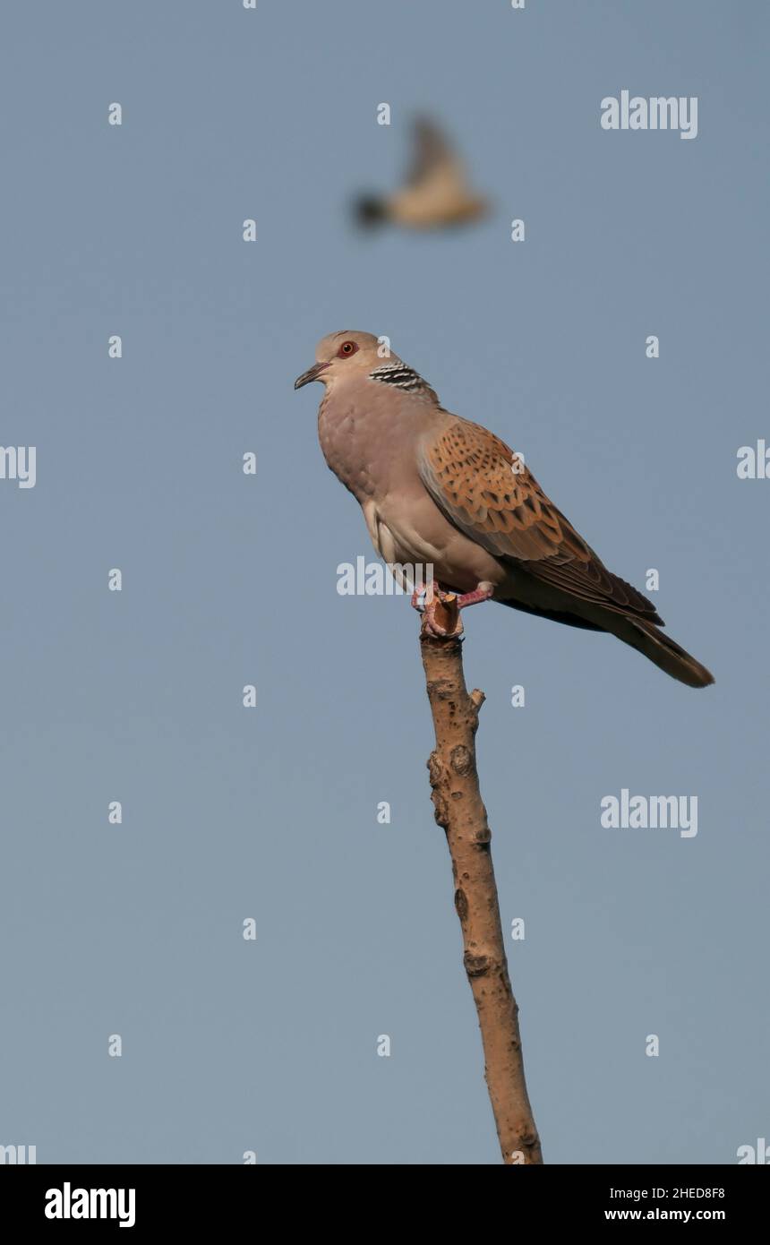 The European turtle dove is a species of columbiform bird in the ...