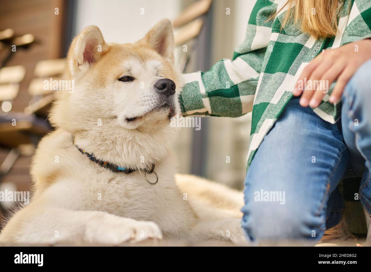 Girls hand touching lying looking dog Stock Photo - Alamy