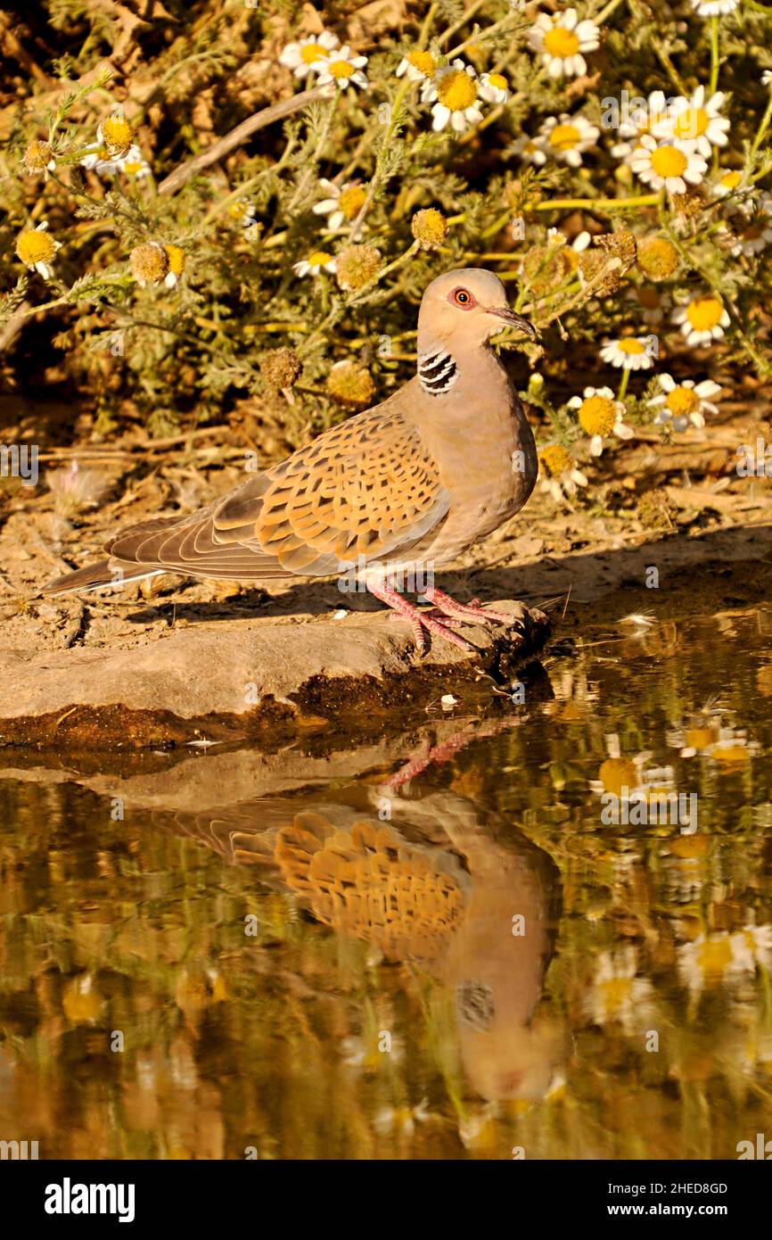 The European turtle dove is a species of columbiform bird in the ...