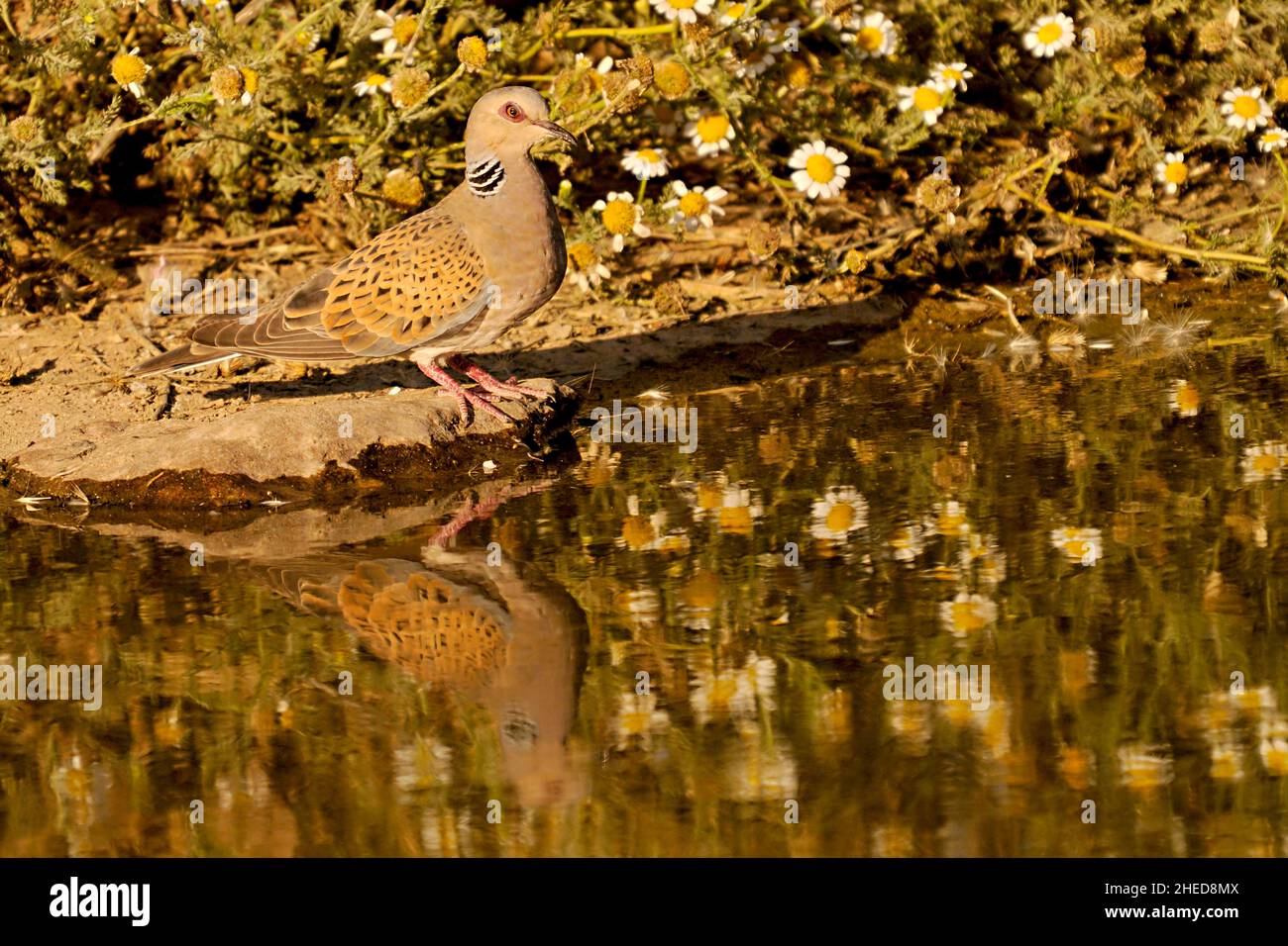 The European turtle dove is a species of columbiform bird in the ...
