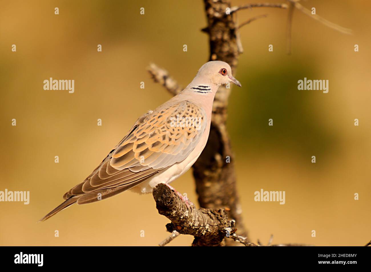 The European turtle dove is a species of columbiform bird in the ...