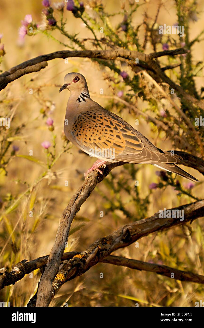 The European turtle dove is a species of columbiform bird in the ...
