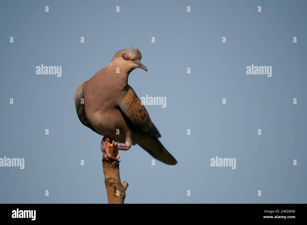 The European turtle dove is a species of columbiform bird in the ...