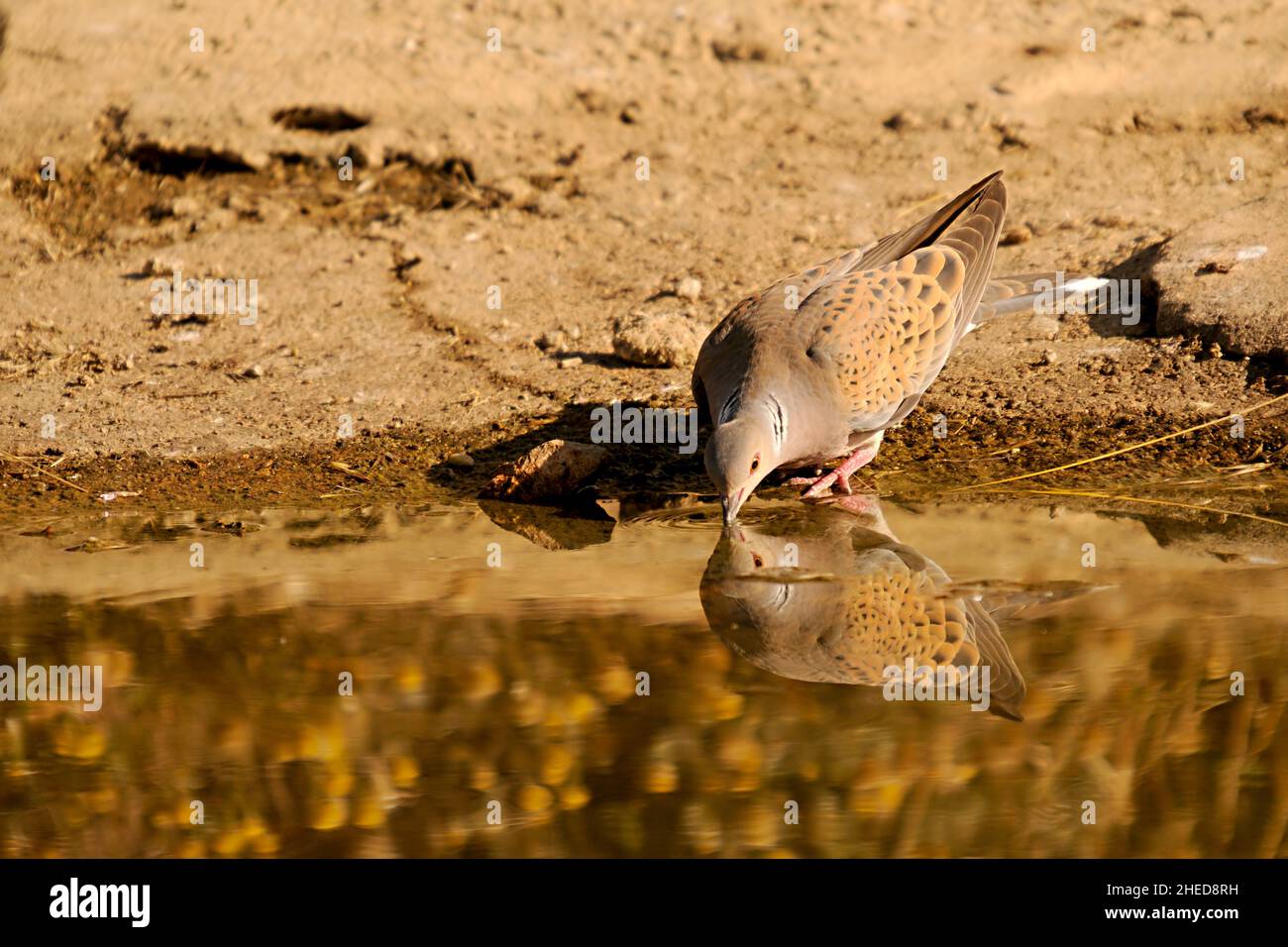 The European turtle dove is a species of columbiform bird in the ...