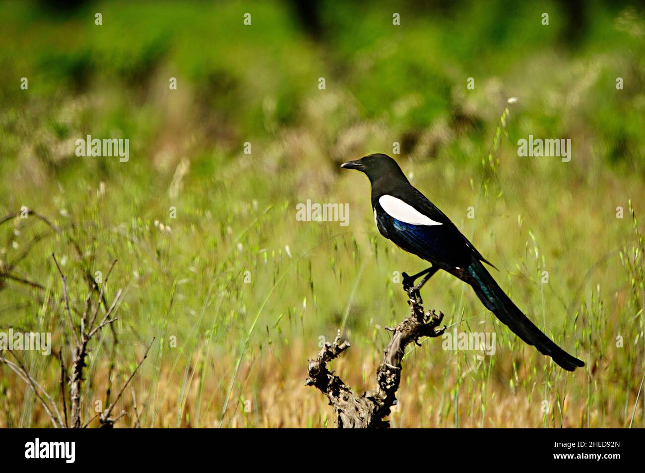 The common magpie is a species of passerine bird in the Corvidae family ...