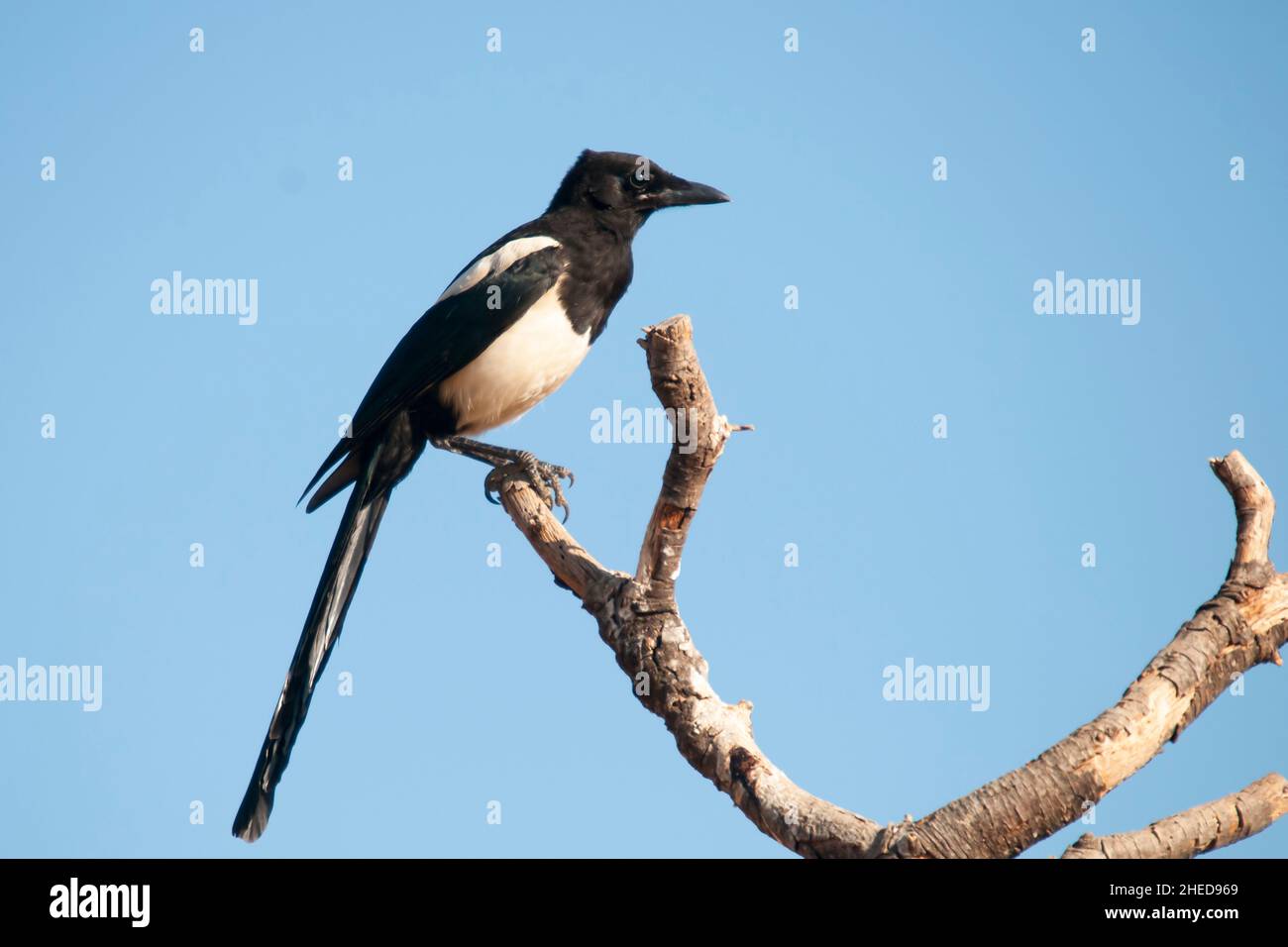 The common magpie is a species of passerine bird in the Corvidae family ...