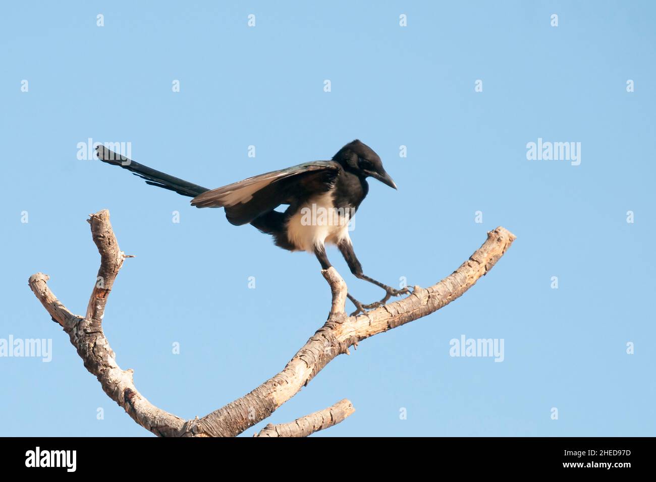 The common magpie is a species of passerine bird in the Corvidae family ...