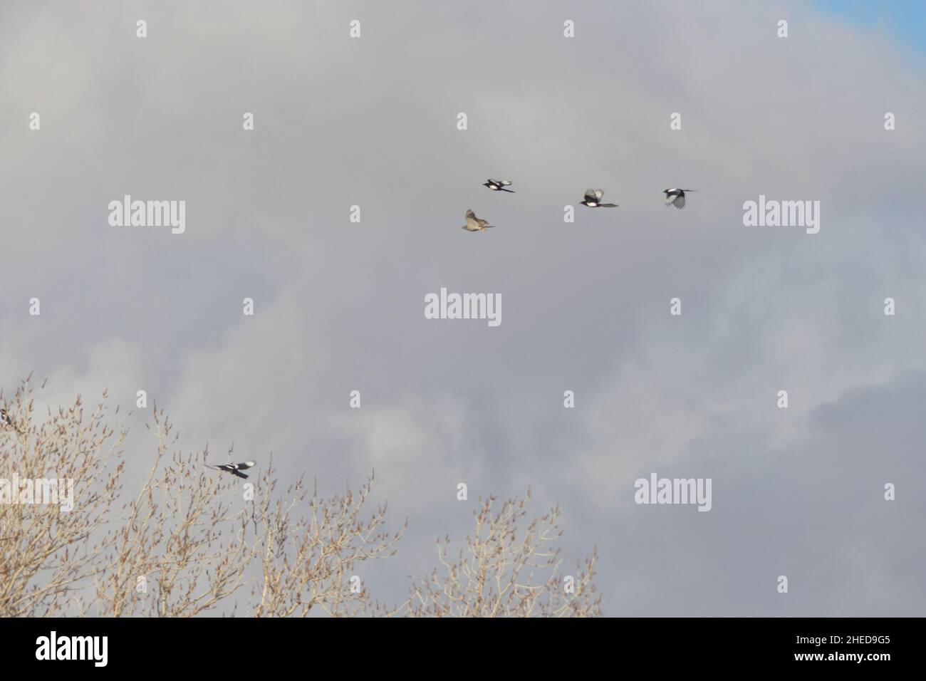 The common magpie is a species of passerine bird in the Corvidae family ...