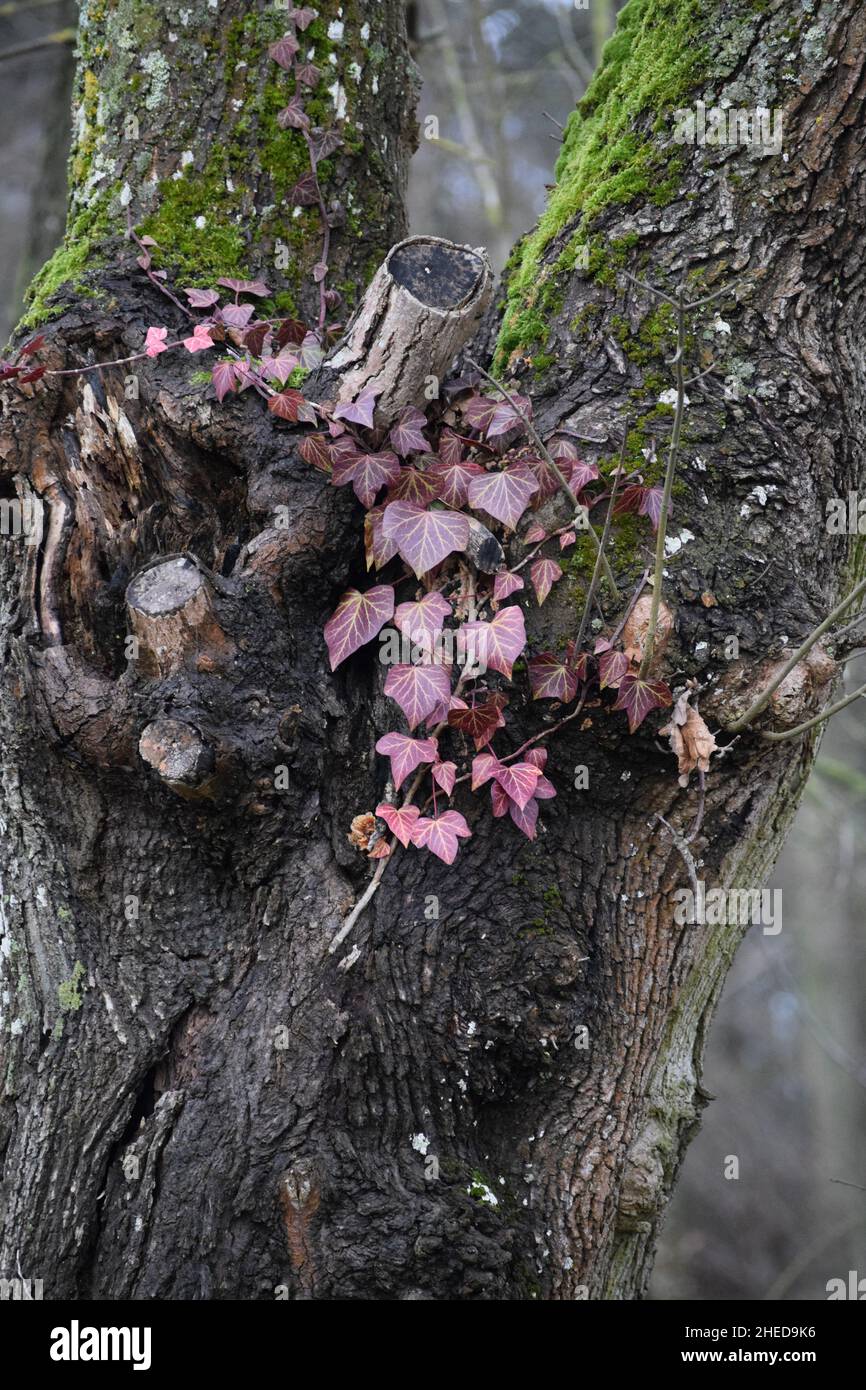 Discoloration in winter hi-res stock photography and images - Alamy