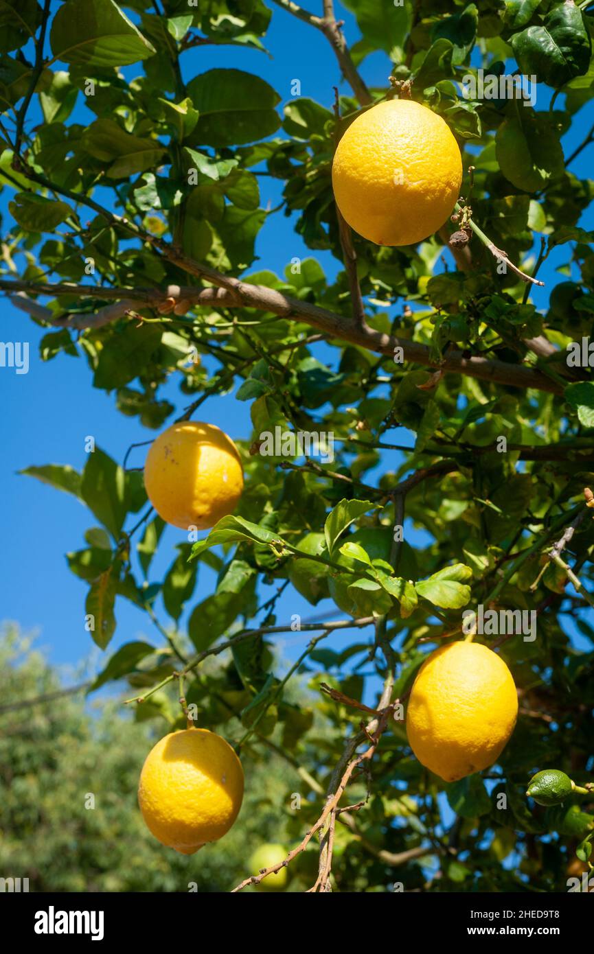 Tree mallorca hi-res stock photography and images - Alamy