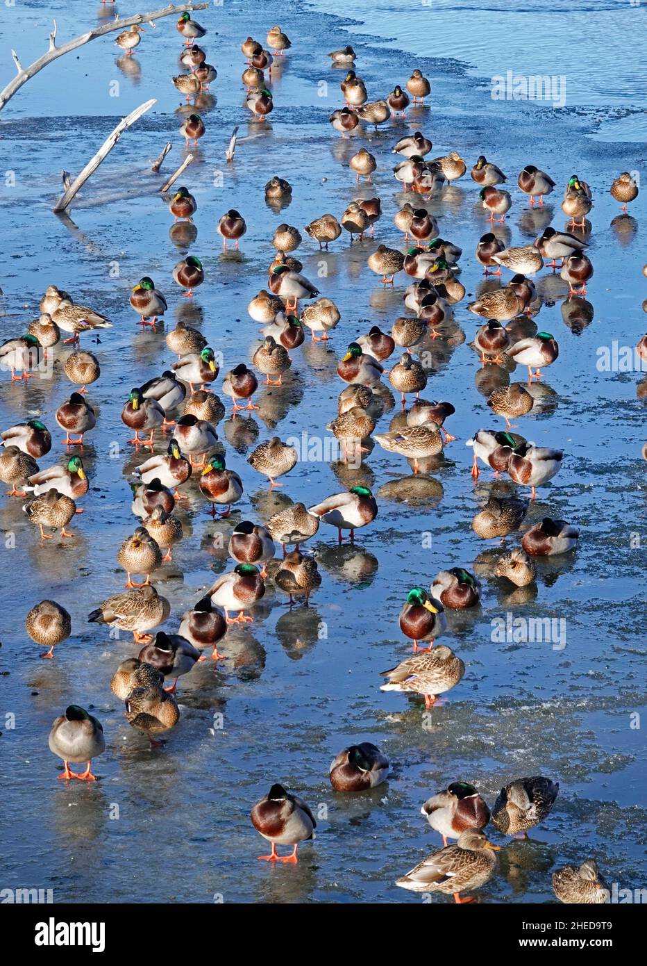Ducks on top of ice hi-res stock photography and images - Alamy