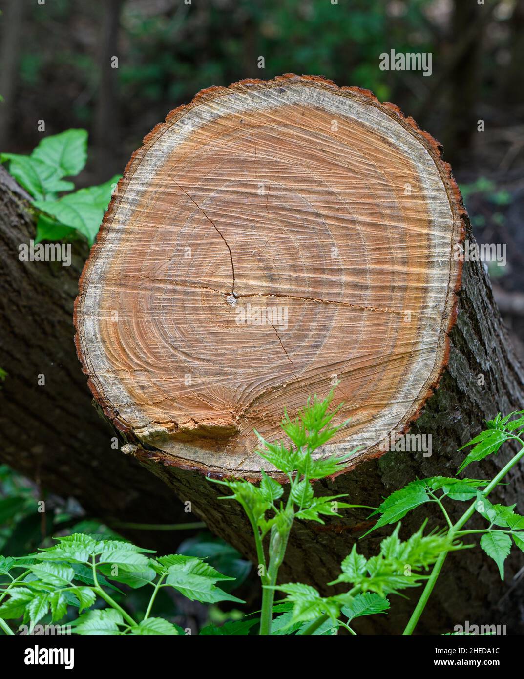 Surface of Sawed Tree Trunk Showing Tree Rings Stock Photo - Alamy