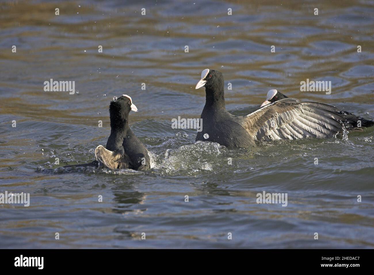 Eurasian coot Fulica atra fighting Radipole Lake RSPB nature reserve ...