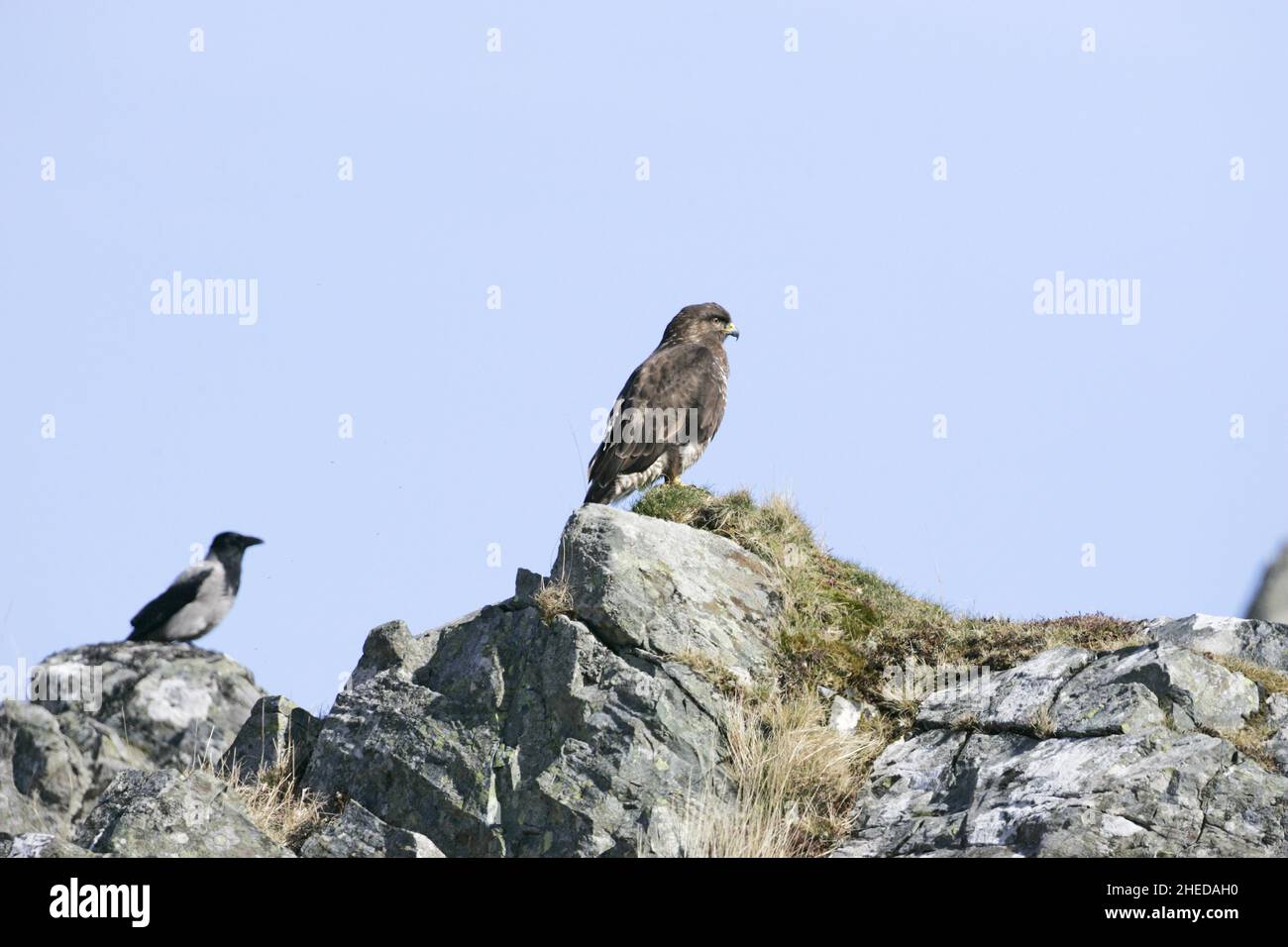 Hooded crow scotland hi-res stock photography and images - Alamy