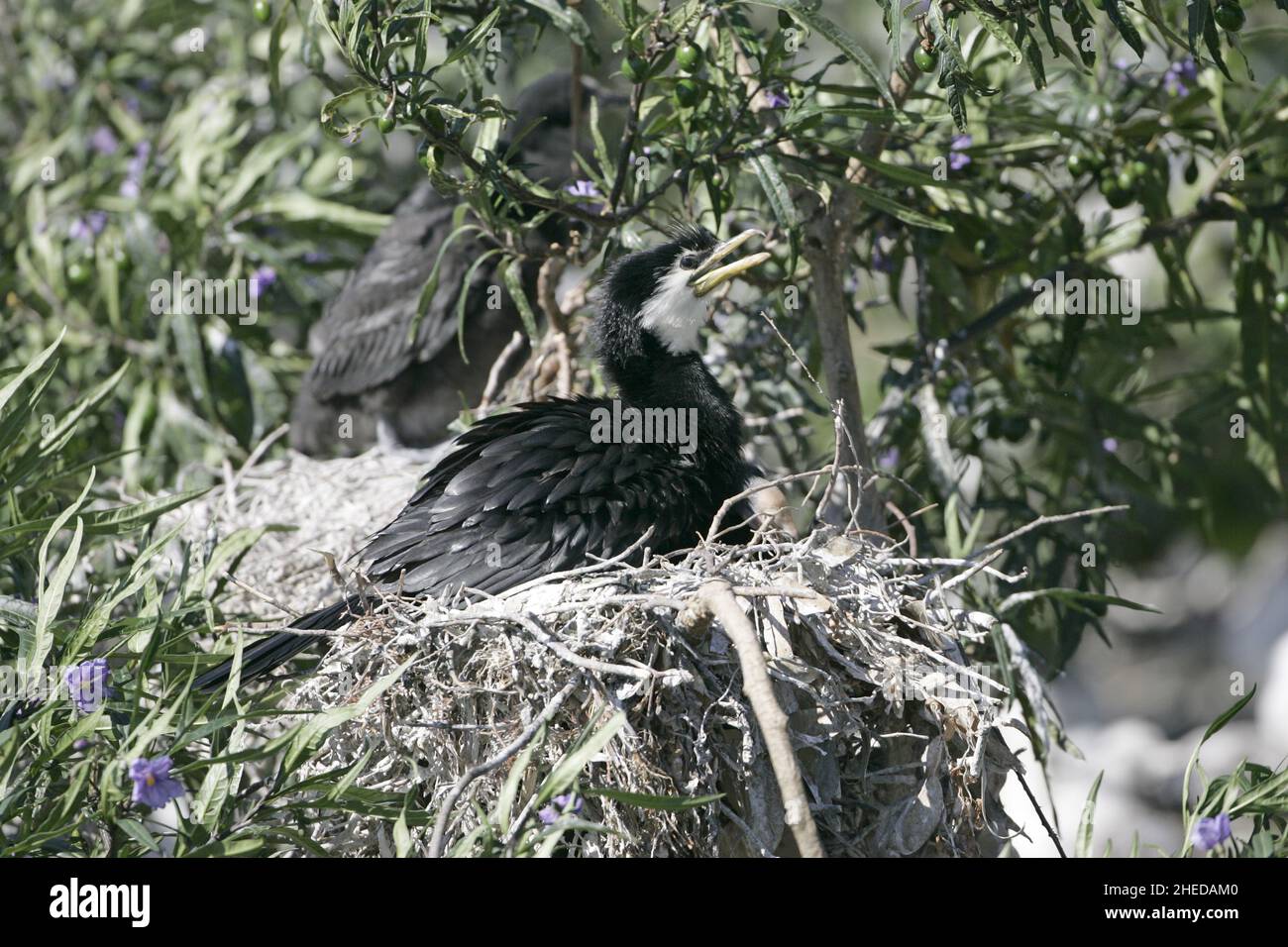 Little pied cormorant Phalacrocorax melanoleucos at nest with young on ...