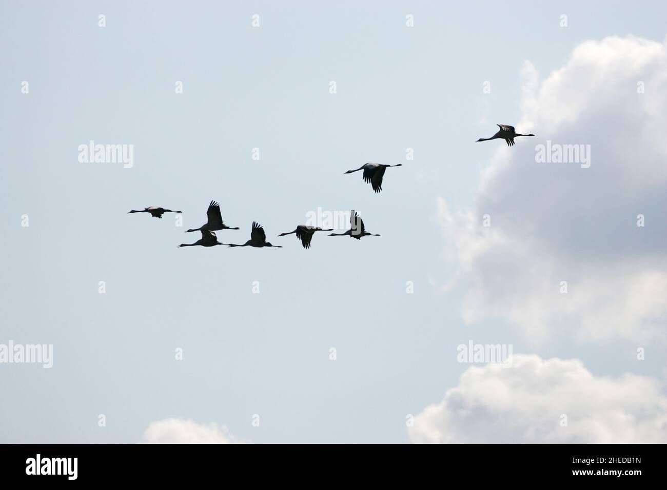 Group of eight hi-res stock photography and images - Alamy
