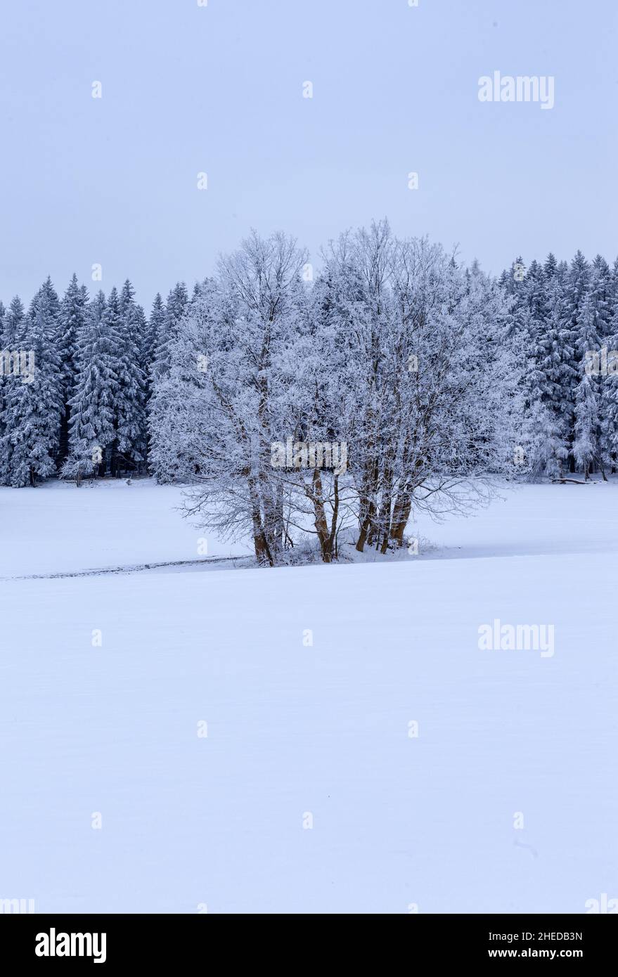 Snow field pine trees hi-res stock photography and images - Alamy