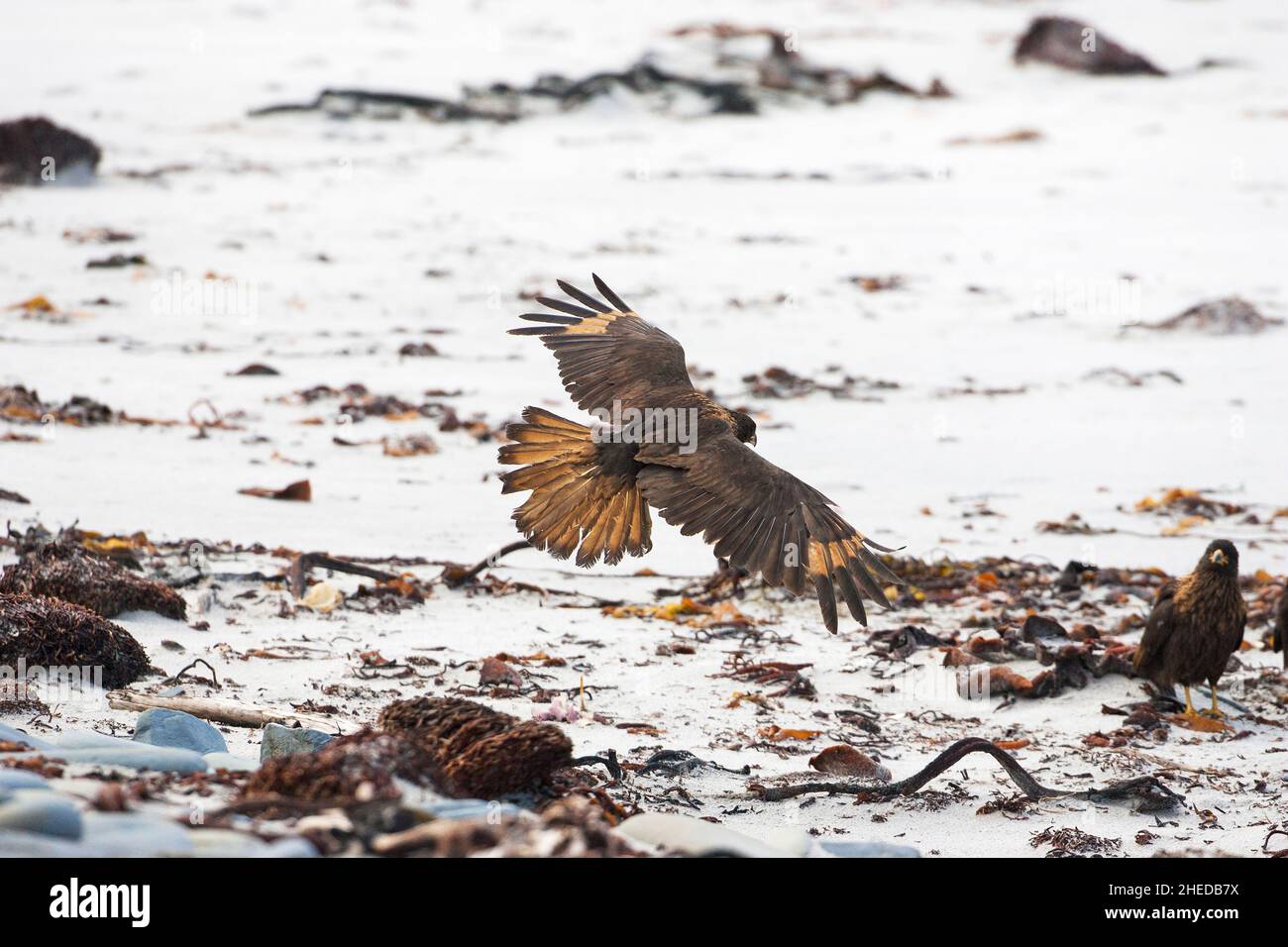 Striated caracara Phalcoboenus australis flying over shore line Sea ...