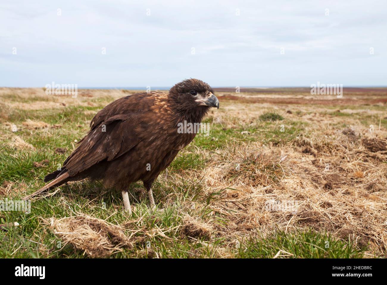 Johnny rook bird hi-res stock photography and images - Alamy