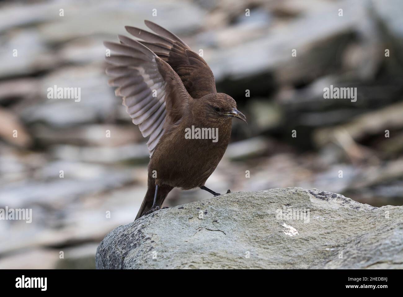 Blackish cincloCinclodes antarcticus antarcticus with wings raised in a ...