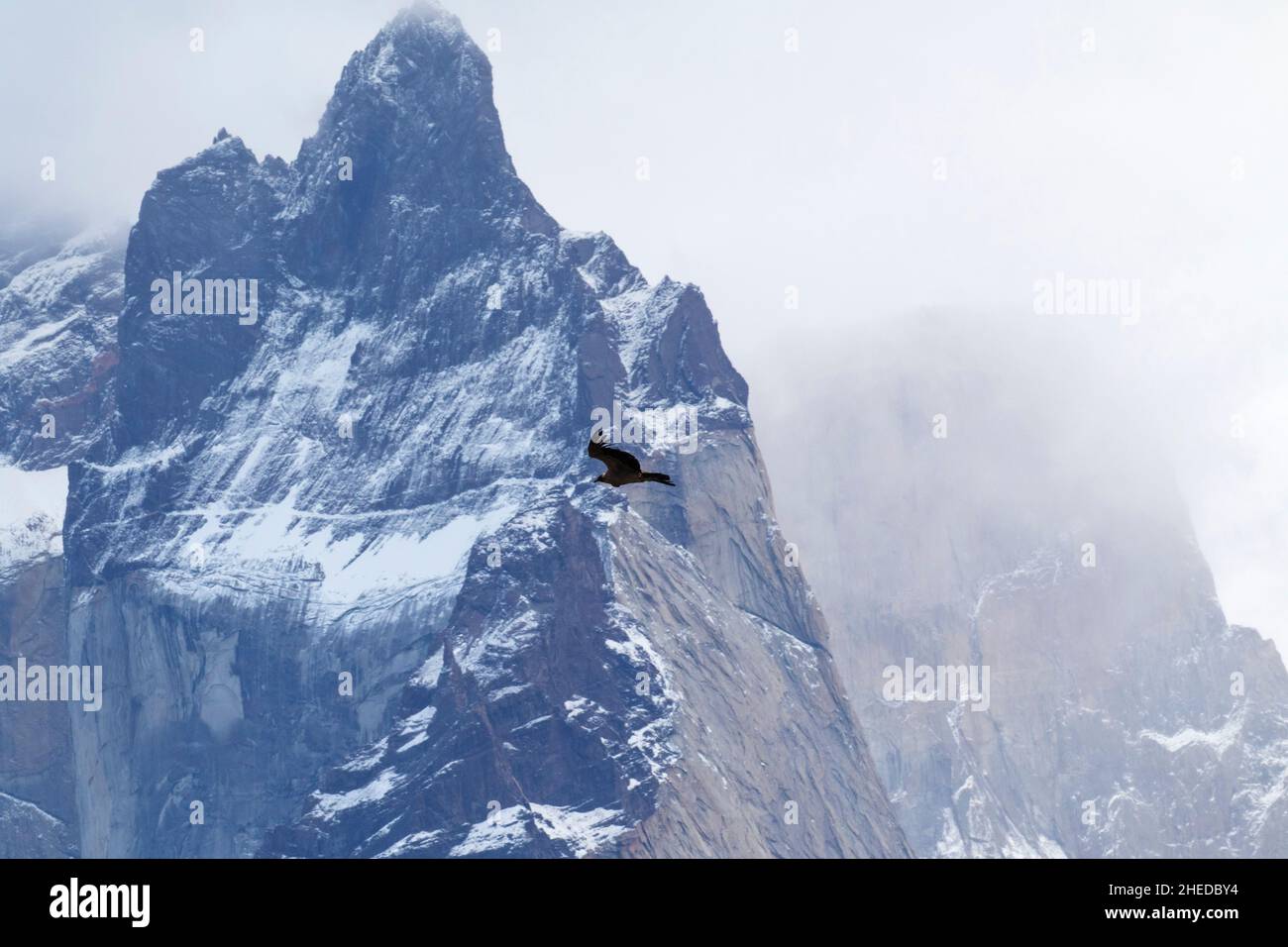 Andean condor Vultur gryphus juvenile flying across snow covered ...