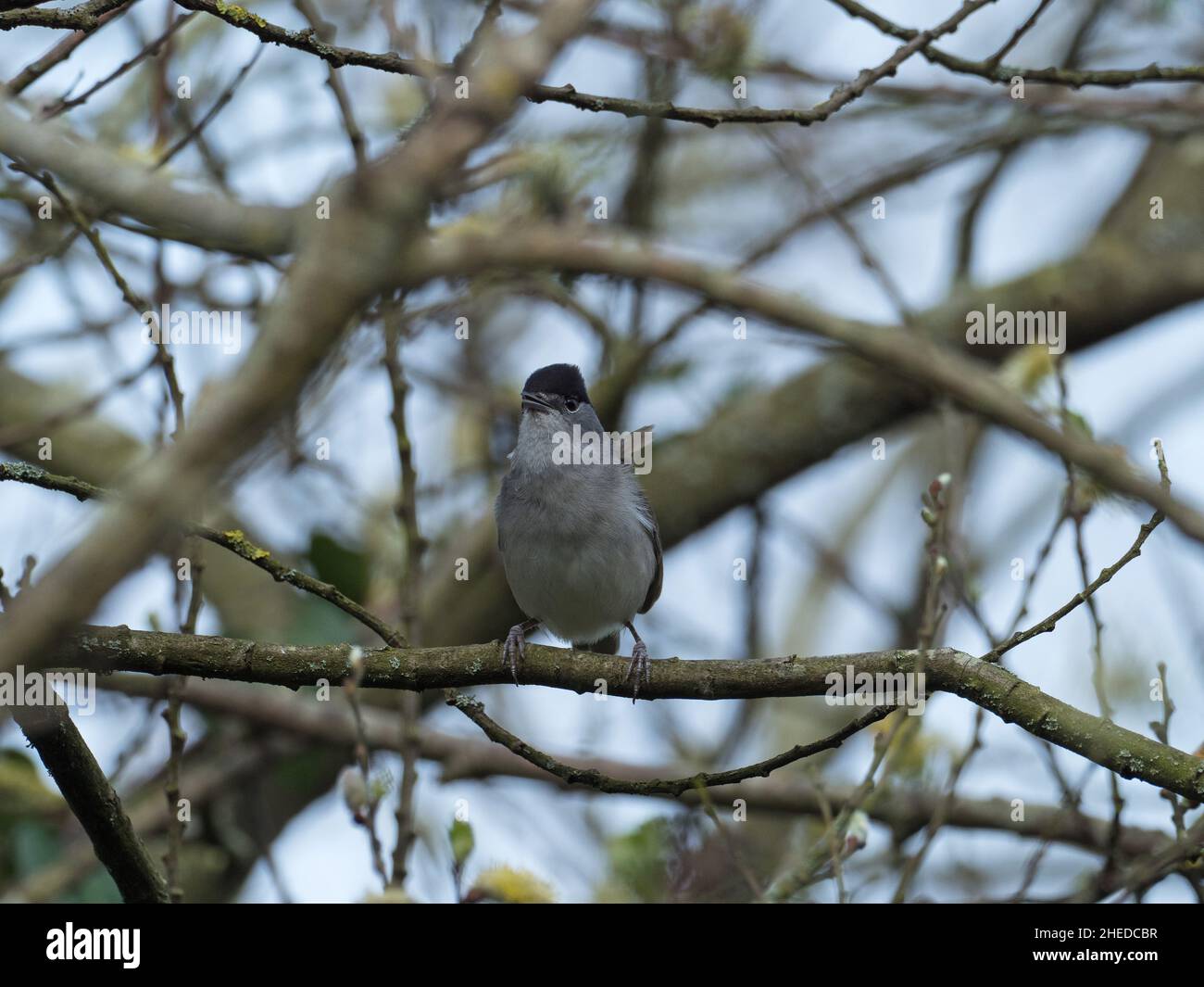 Eurasian blackcap Sylvia atricapilla male perched in a tree beside the ...