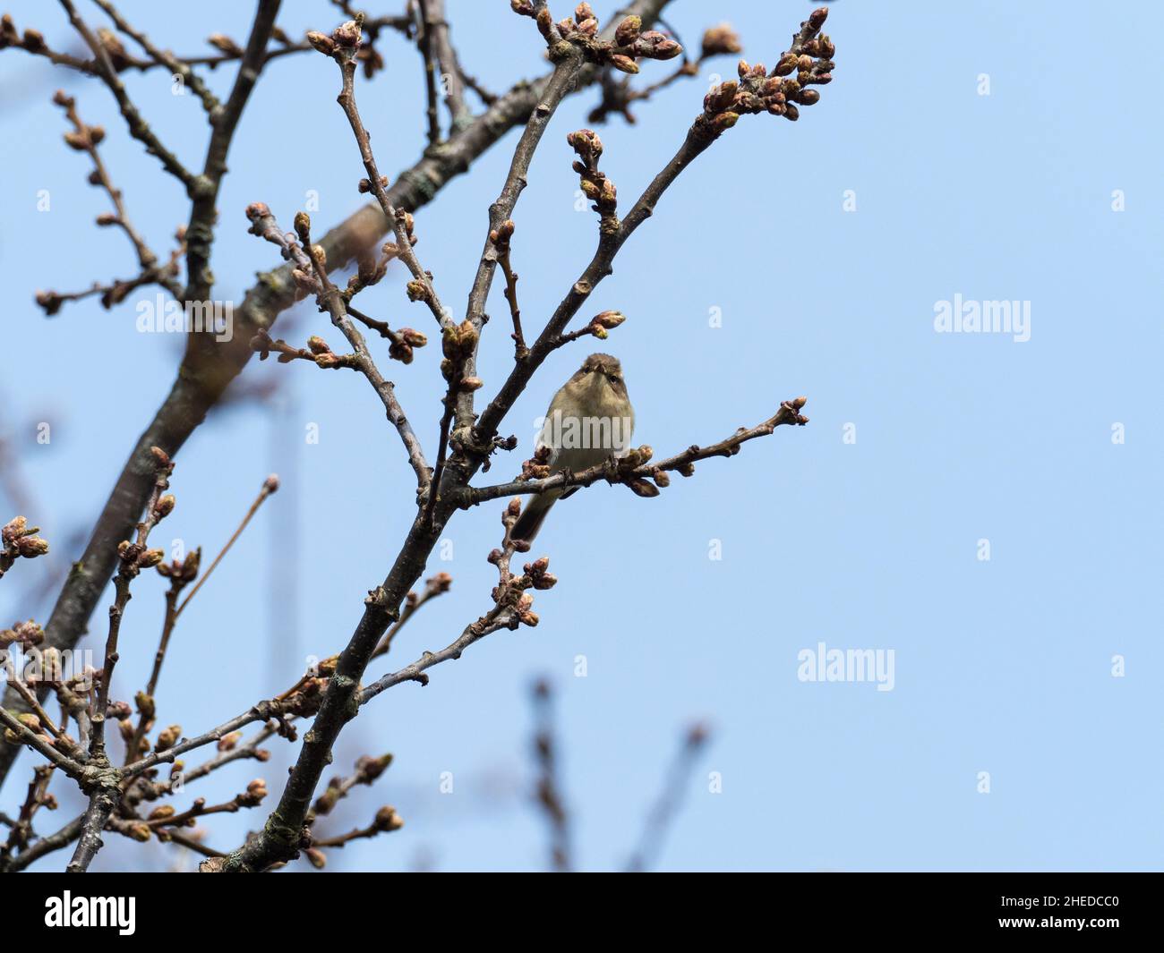 Chiffchaff Phylloscopus collybita perched in an English oak Quercus ...