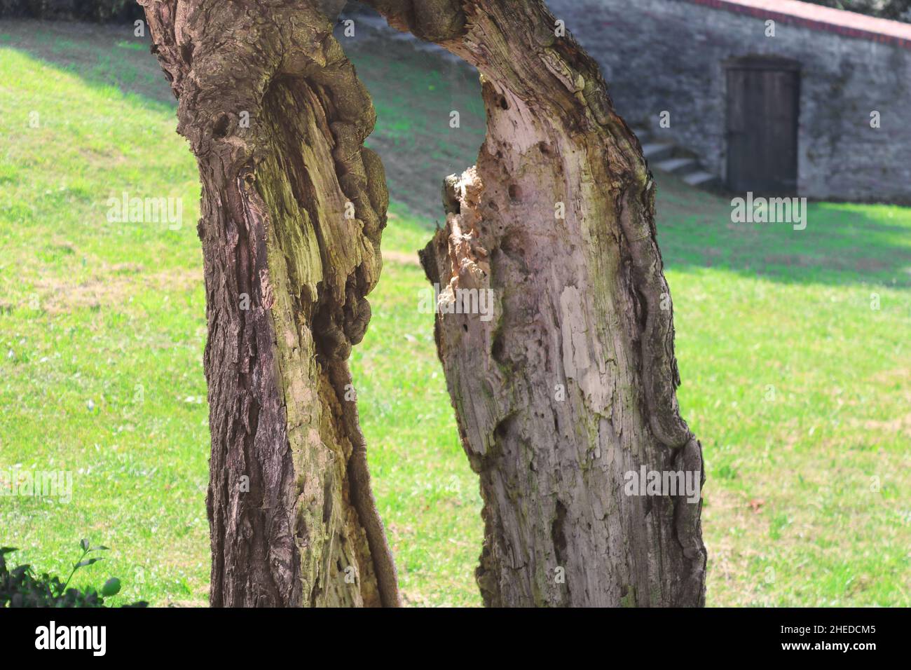 Tree bark split into two parts Stock Photo - Alamy